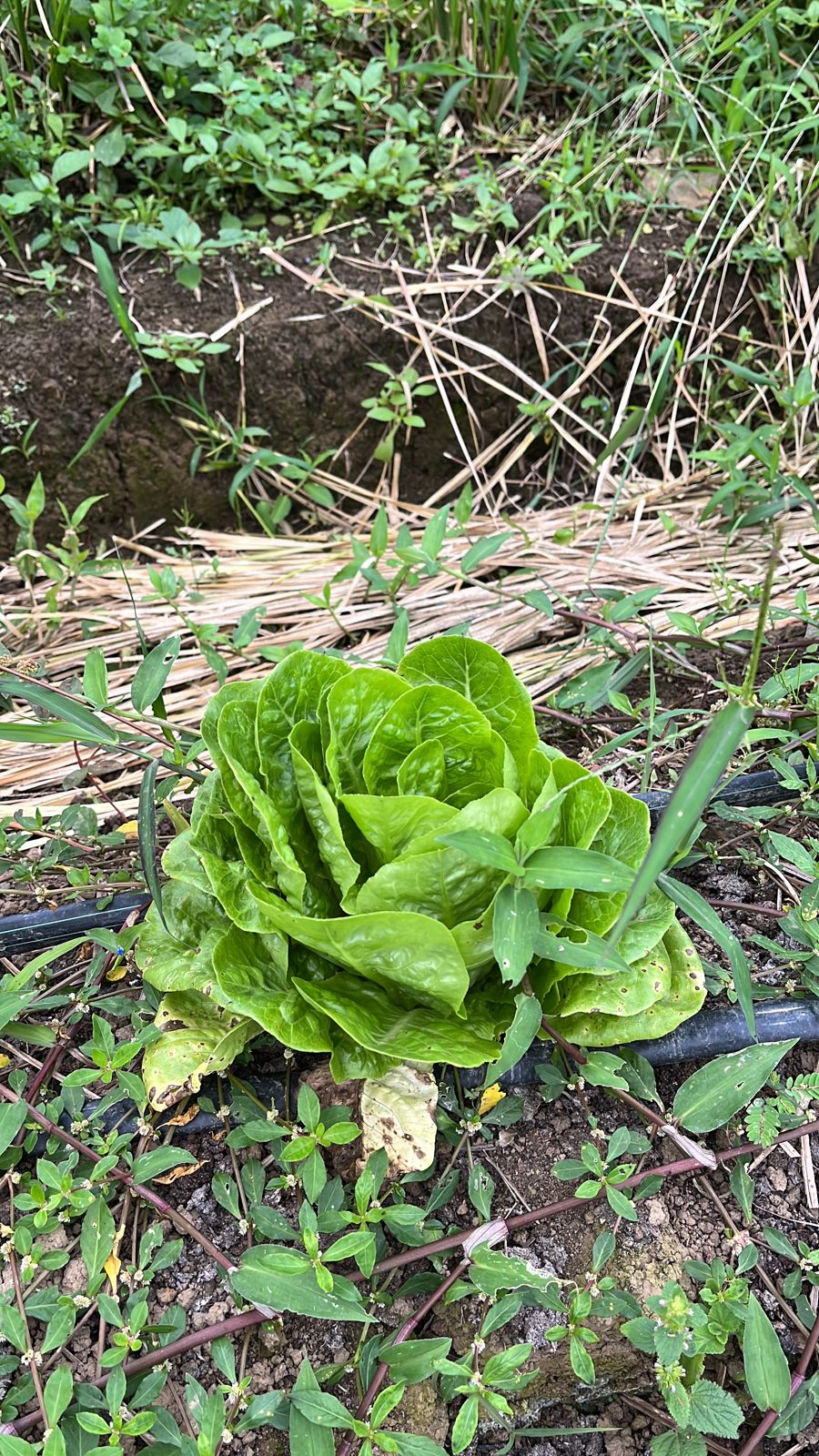Lechuga cogollo europeo (300g) – Tienda Raíces